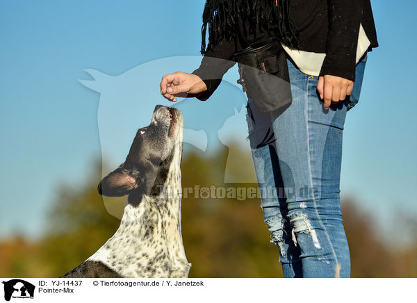 Pointer-Mix - YJ-14437 - » Mischling - Hunde - Tierfotoagentur ...
