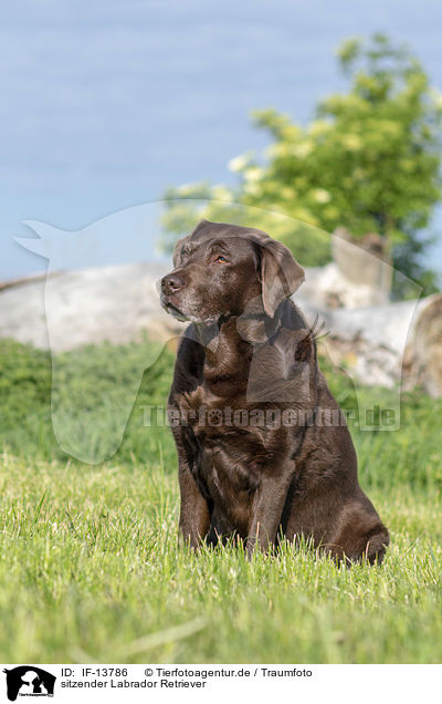 sitzender Labrador Retriever - IF-13786 - Labrador Retriever - Hunde ...