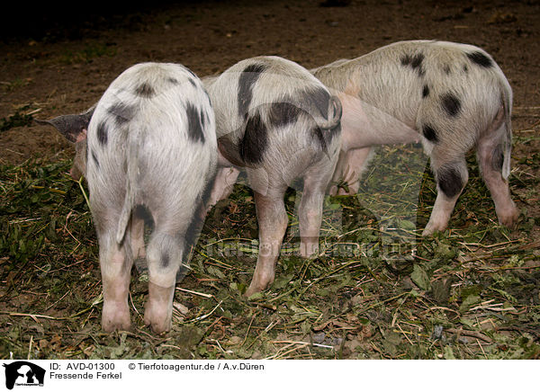 Fressende Ferkel - AVD-01300 - Schwein - Nutztiere - Tierfotoagentur ...