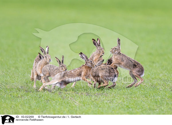 rennende Feldhasen - IG-02269 - Feldhase - Wildtiere - Tierfotoagentur ...
